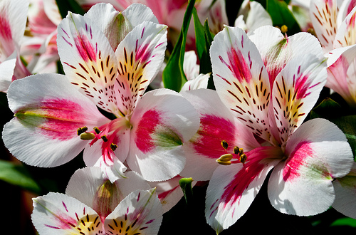 Alstroemeria - The Lily of the Incas | kinds of ornamental plants