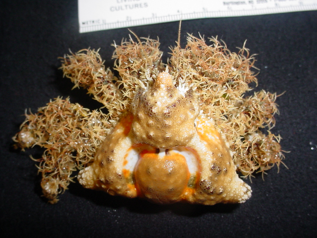 Artes de Pesca: agosto 2015