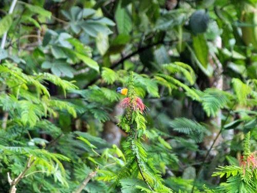 Kejutan Raptor Kiskendo - Aghnan (The Aghnanisme)