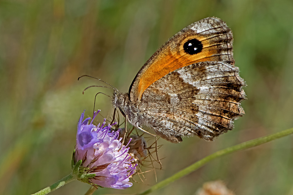 Butterflies of France Gallery 2 | BugsAlive