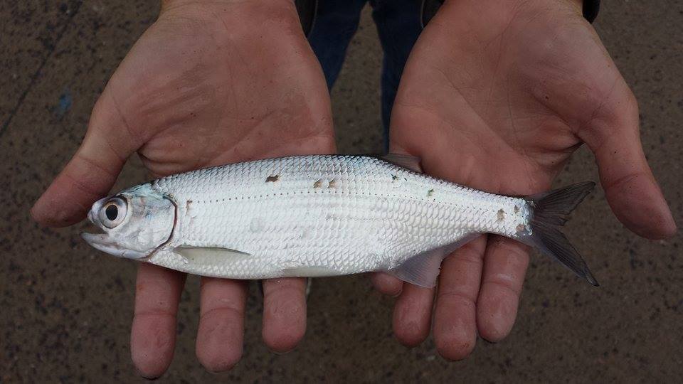 Fish Finding: An Ichthyological Adventure: Species List