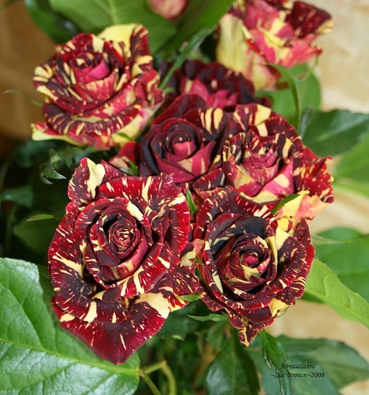 Biologia-Vida: A rosa Abracadabra / The Abracadabra rose