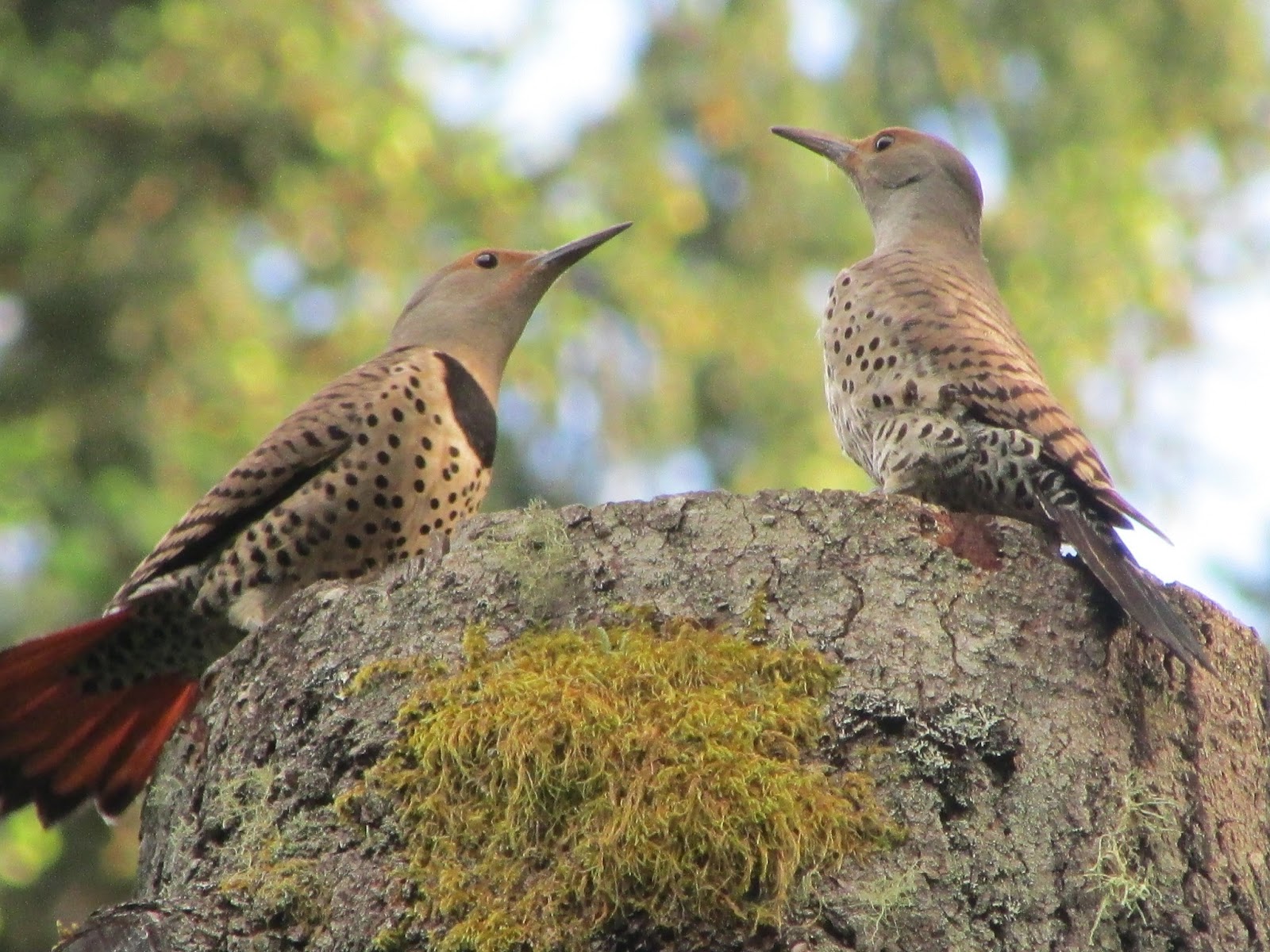 Meanderings of Melanie Sherman: Northern Flicker Woodpeckers