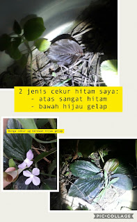 Healthy Nurul Beauty: Pokok cekur di rumah saya