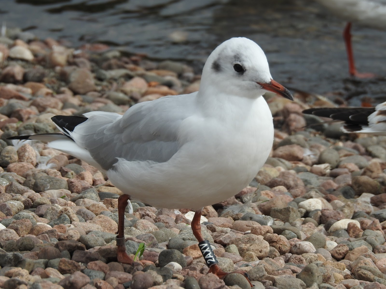 Northern Ireland Black-headed Gull Study: Black-headed Gull - Black 2AXV