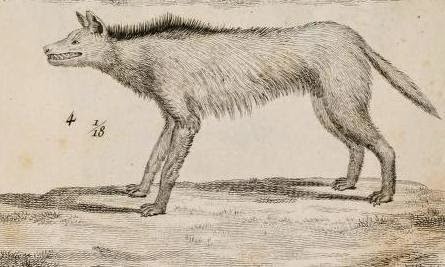 HISTORIAS ZOOLOGICAS: LA HISTORIA DEL AGUARÁ GUAZÚ – Chrysocyon brachyurus