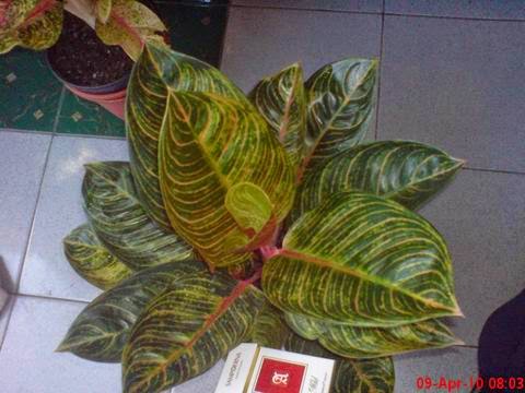 JENIS JENIS AGLONEMA TERBARU (CATALOG AGLONEMA) | BERBAGAI MACAM BUDIDAYA