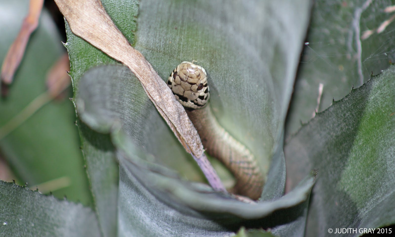 Pale-headed Snake in Bromeliad