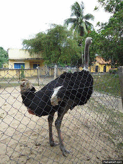 Xe Om, Pho: Baby Jesus could get the ostrich to poop.