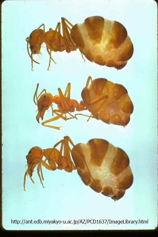 Bizarre Creature of the Day: Creature 88: Melophorus