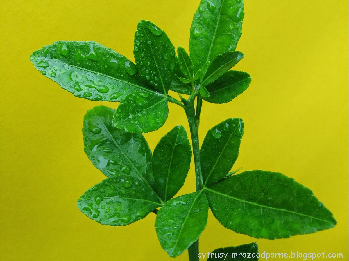 Cytrusy Mrozoodporne: Citrandarin