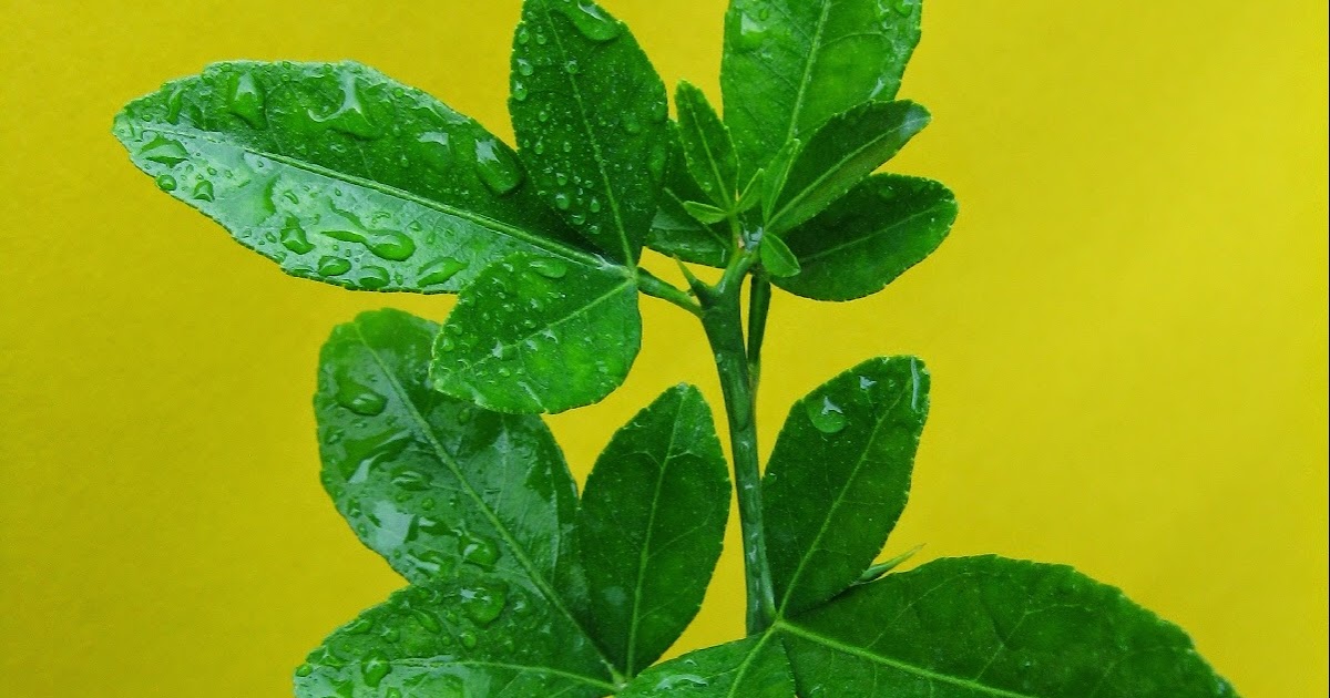 Cytrusy Mrozoodporne: Citrandarin