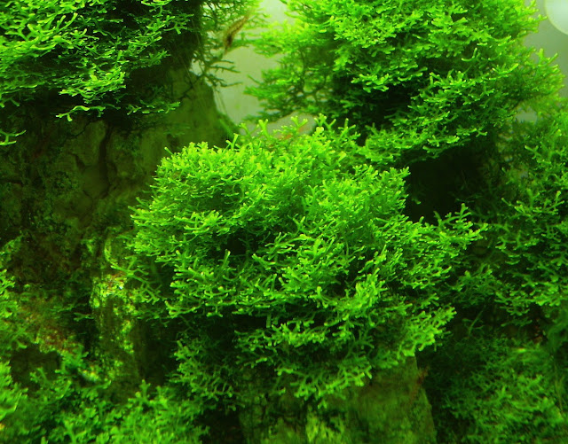 Ushi-Kouge Aquascaping: Riccardia chamaedryfolia (Mini Pellia).