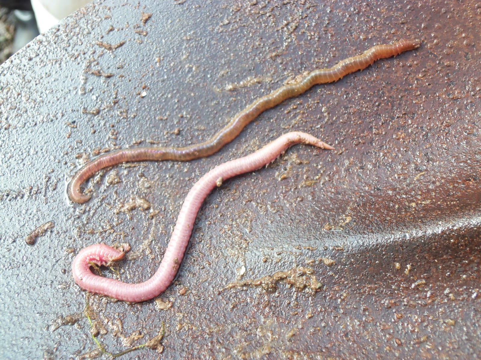 Huntsman Marine Science Centre: Kennebunk High School - Final Day