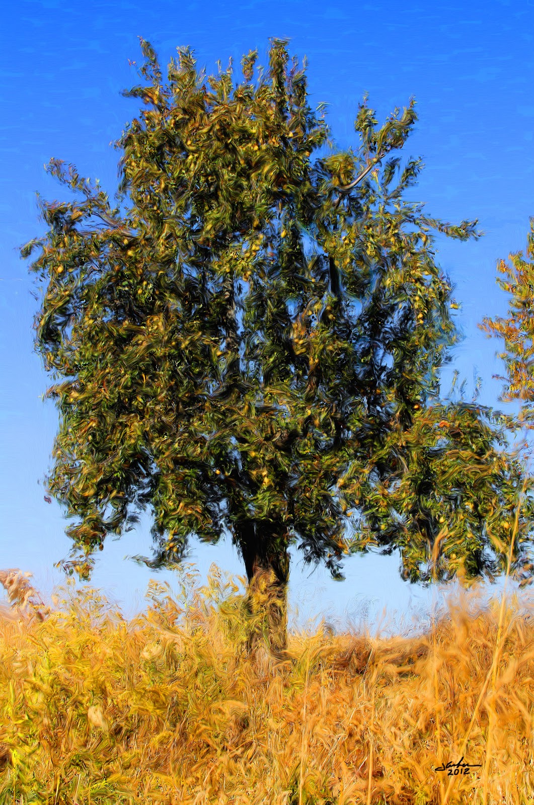 KyIllustrator: pear tree sketch