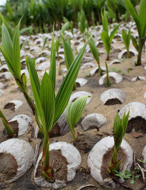 How to Grow Coconut Tree, Growing Coconut Plant in Pot - Everything ...