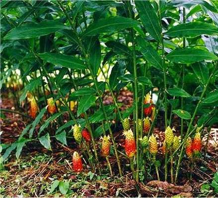 Manfaat Dan Khasiat Bangle Bagi Kesehatan Dan Kebugaran - 1001 Manfaat ...