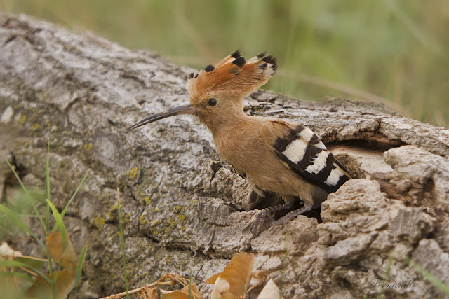Pasión por la Naturaleza: La Puput