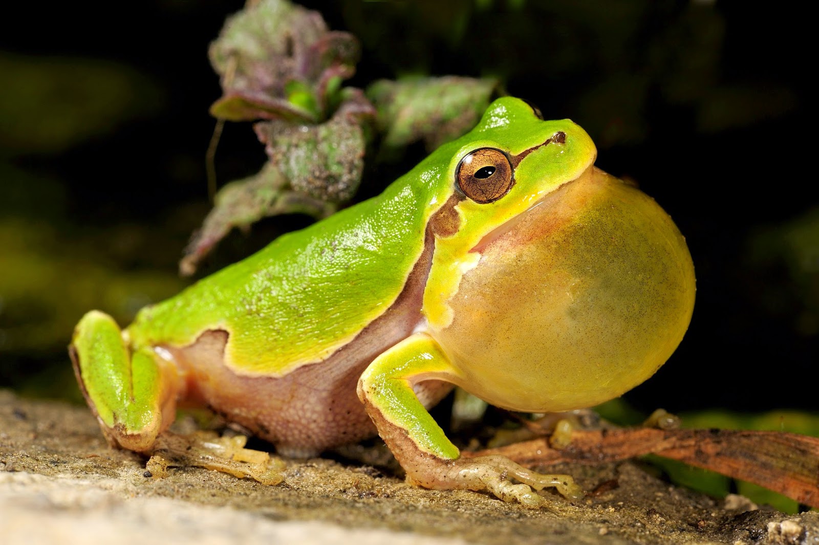 Biomimicry of Frogs - A Study of Nature's Best Ideas