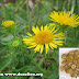 Inula flower (Xuanfuhua)-Inula britannica-Inula japonica-Flos Inulae
