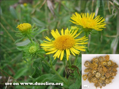 Inula flower (Xuanfuhua)-Inula britannica-Inula japonica-Flos Inulae