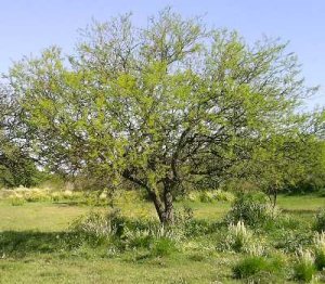 Cultura Guaraní: El espinillo.