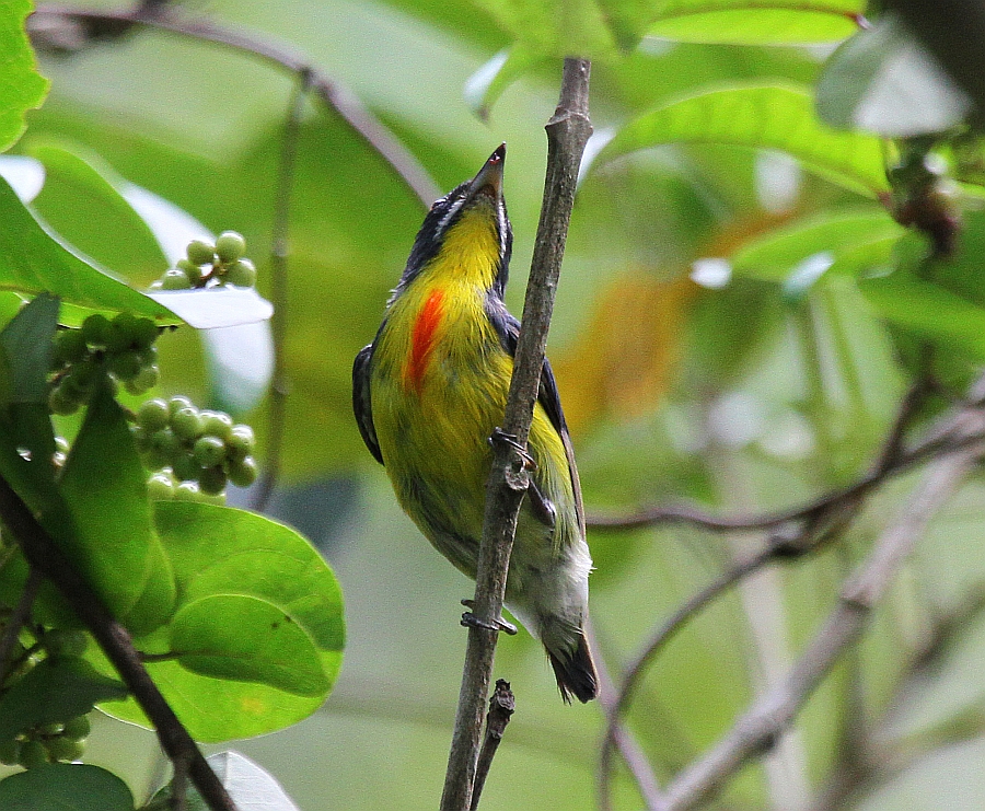 Dig deep: 13-14th June: Pedu Lake, Kedah