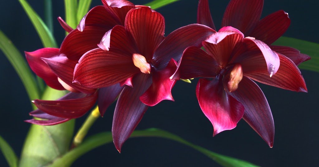 Cycnodes Wine Delight orchid care and culture | Travaldo's blog