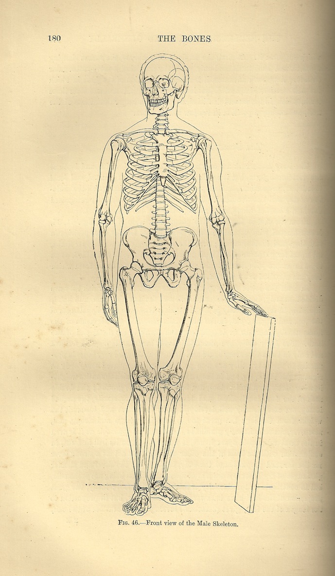 Figure Drawing: John Marshall - Anatomy for Artists