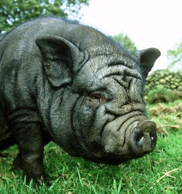 --Shanimal's Crackers--: The Scrunched-Face Look