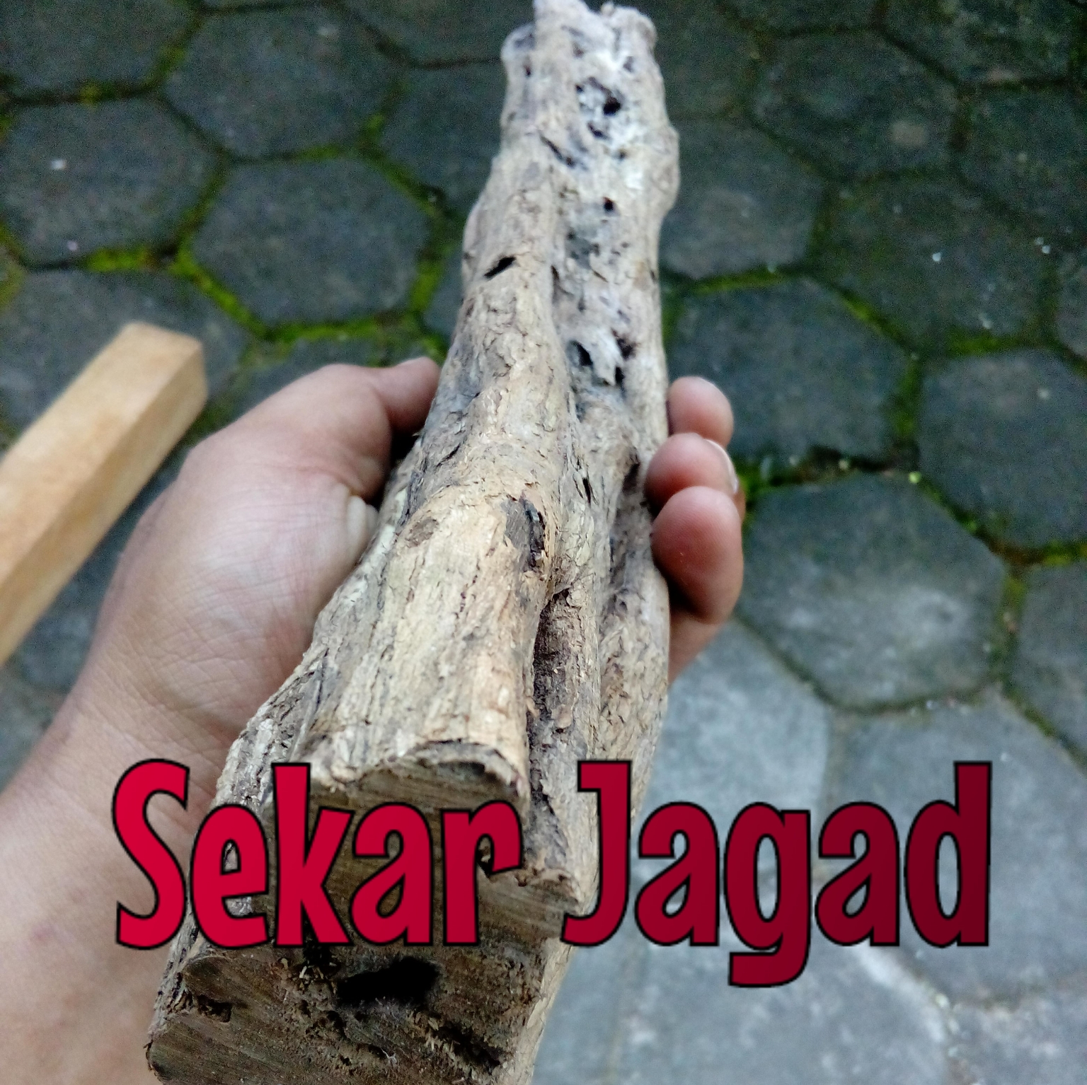 SERPIHAN SERBUK JIWA: THE LEGENDARY MYSTICAL RARE WOOD ON EARTH By ...
