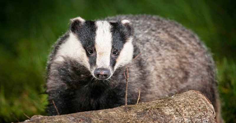 La Rioja Natural: Tejón