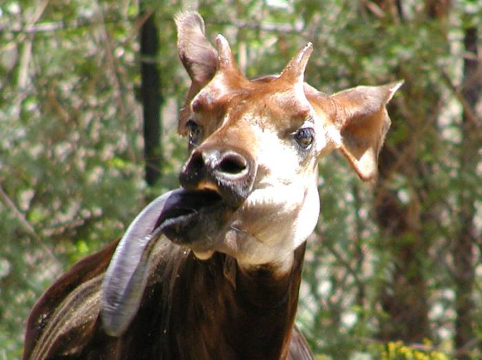Zoo Animals: Funny Okapis New Images 2012