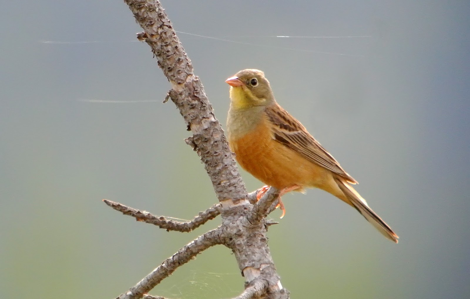 Aves y Fotografía de Naturaleza: La primavera ya ha llegado/Spring is here