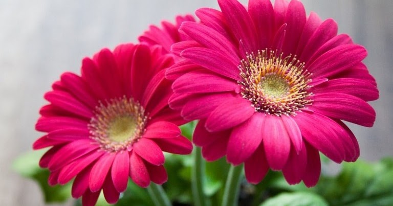 Fungsi Bunga, Bagian, dan Struktur Jaringan Penyusun Bunga - Pintar Adik