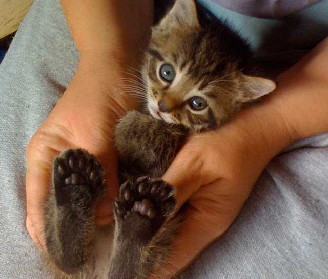 MIAUU... ¡QUE BLOG!: MINI GATITOS