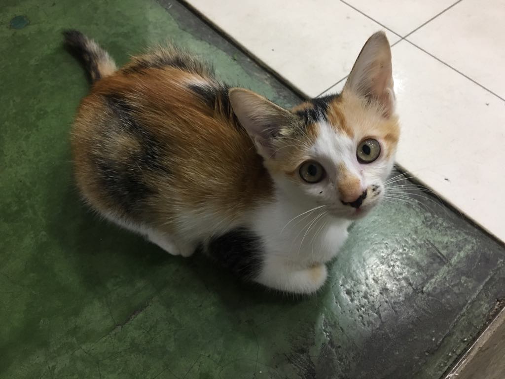 Pengalaman Menjaga Kucing Bunting Beranak | Cerita Budak Sepet