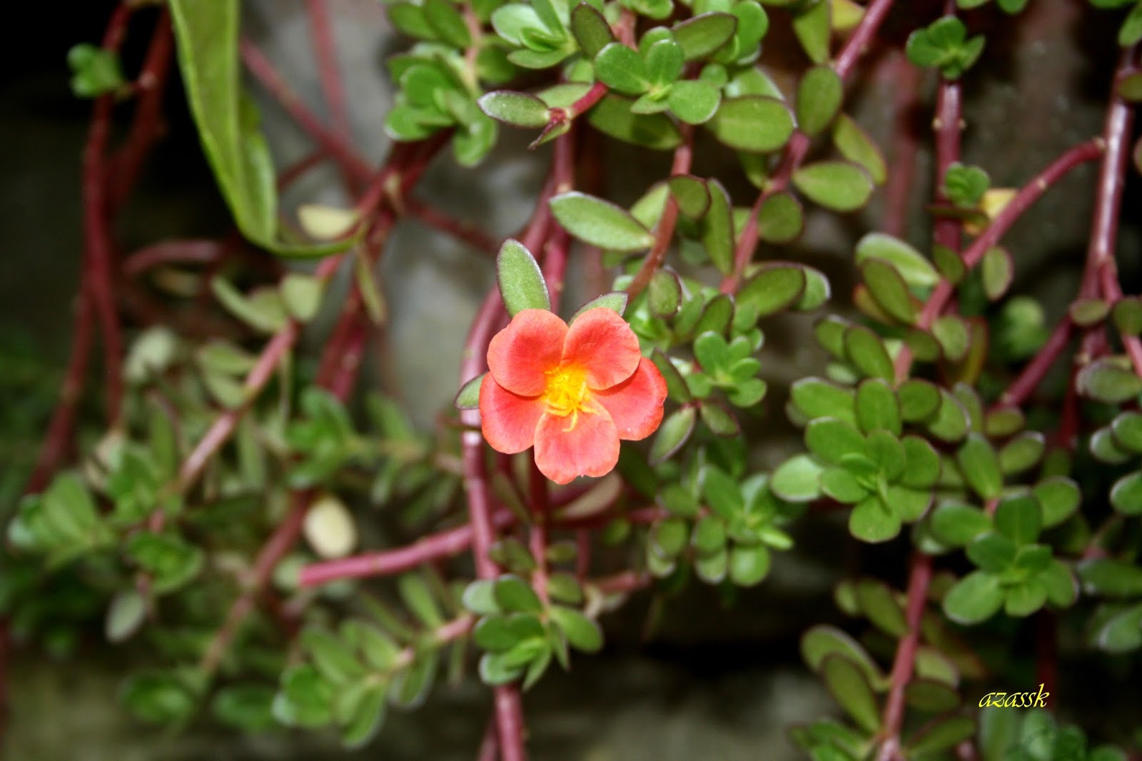 Calm-Sojourner: Flowers from Mizoram