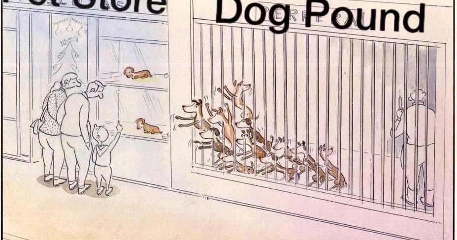 Terrierman's Daily Dose: Poor Dog Pound Marketing Kills