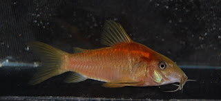 PIER AQUATICS NEW ARRIVALS