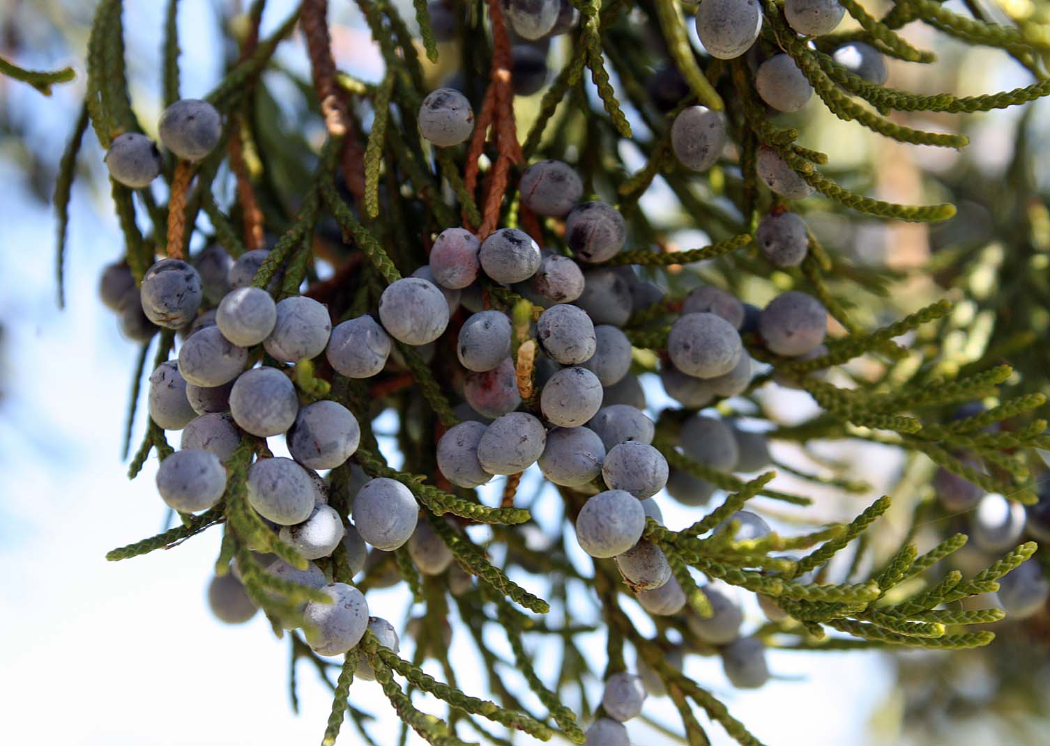 Southern Lagniappe: Lagniappe at Cedar Hill