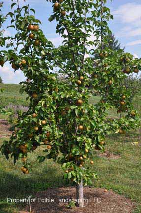 Art's Bayfield Almanac: PRUNING PEAR TREES