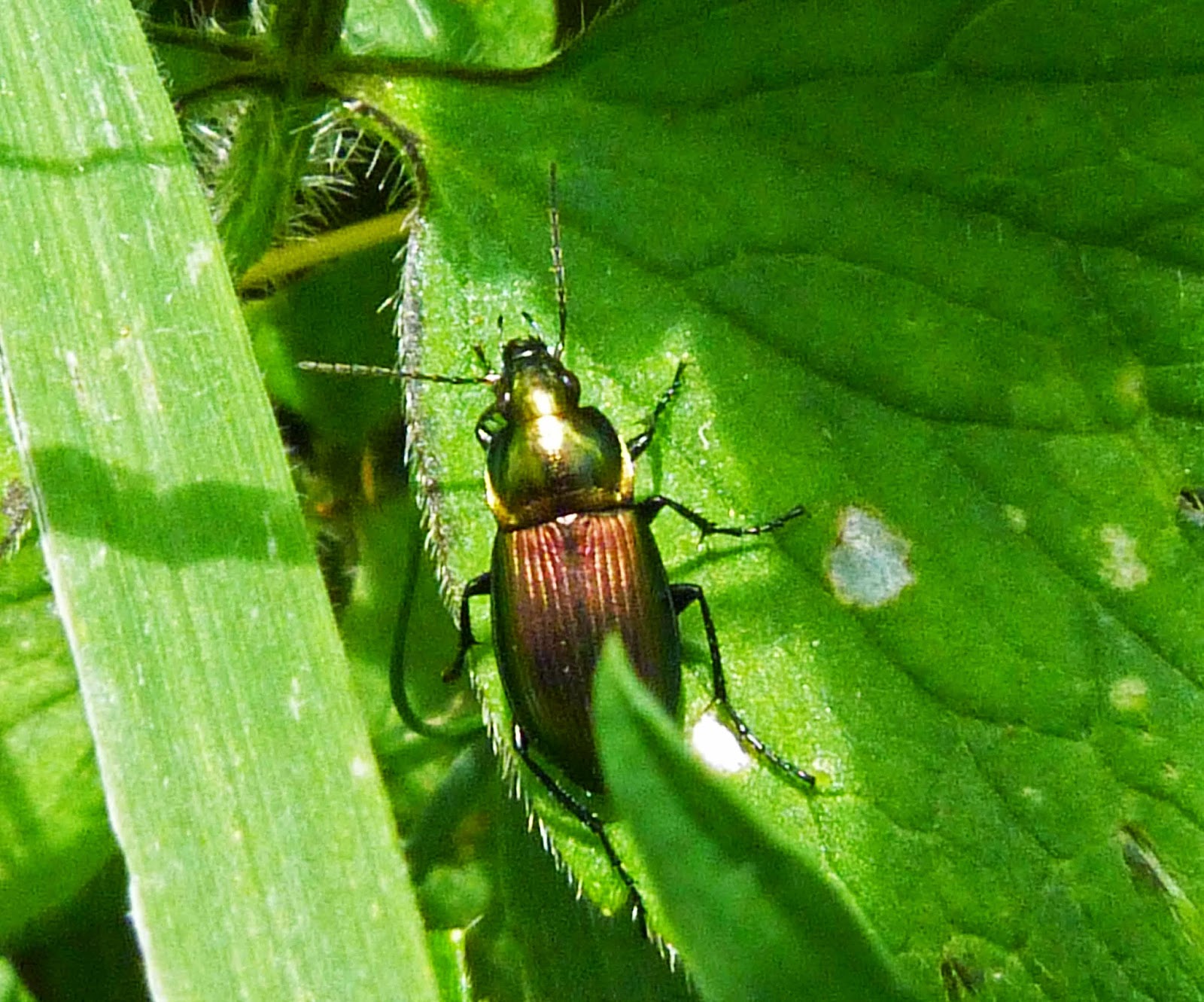 Insects of Scotland: Other Beetles