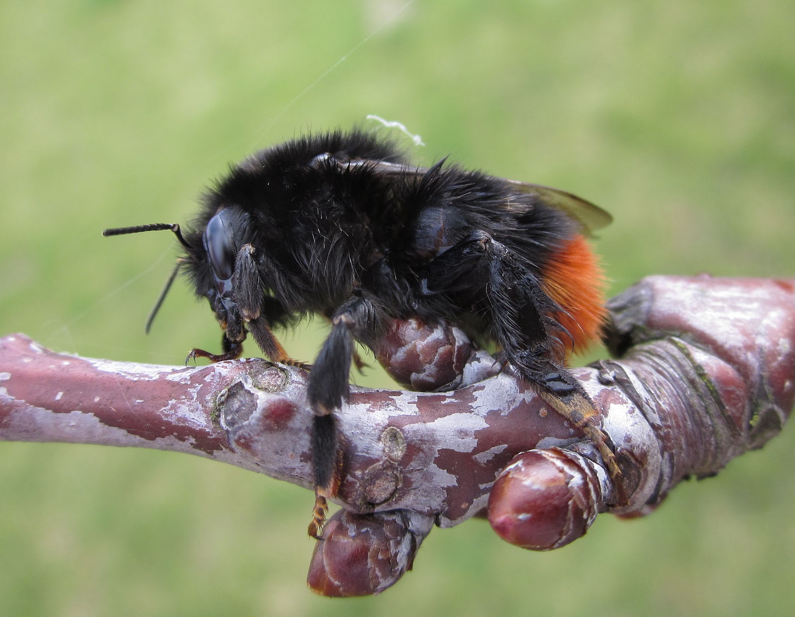 Wigboro ramblings: Spring is in the hare