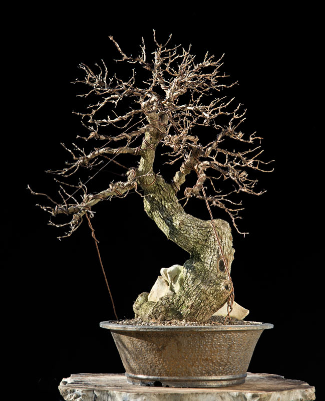 Walter Pall Bonsai Adventures: European Field Maple #7