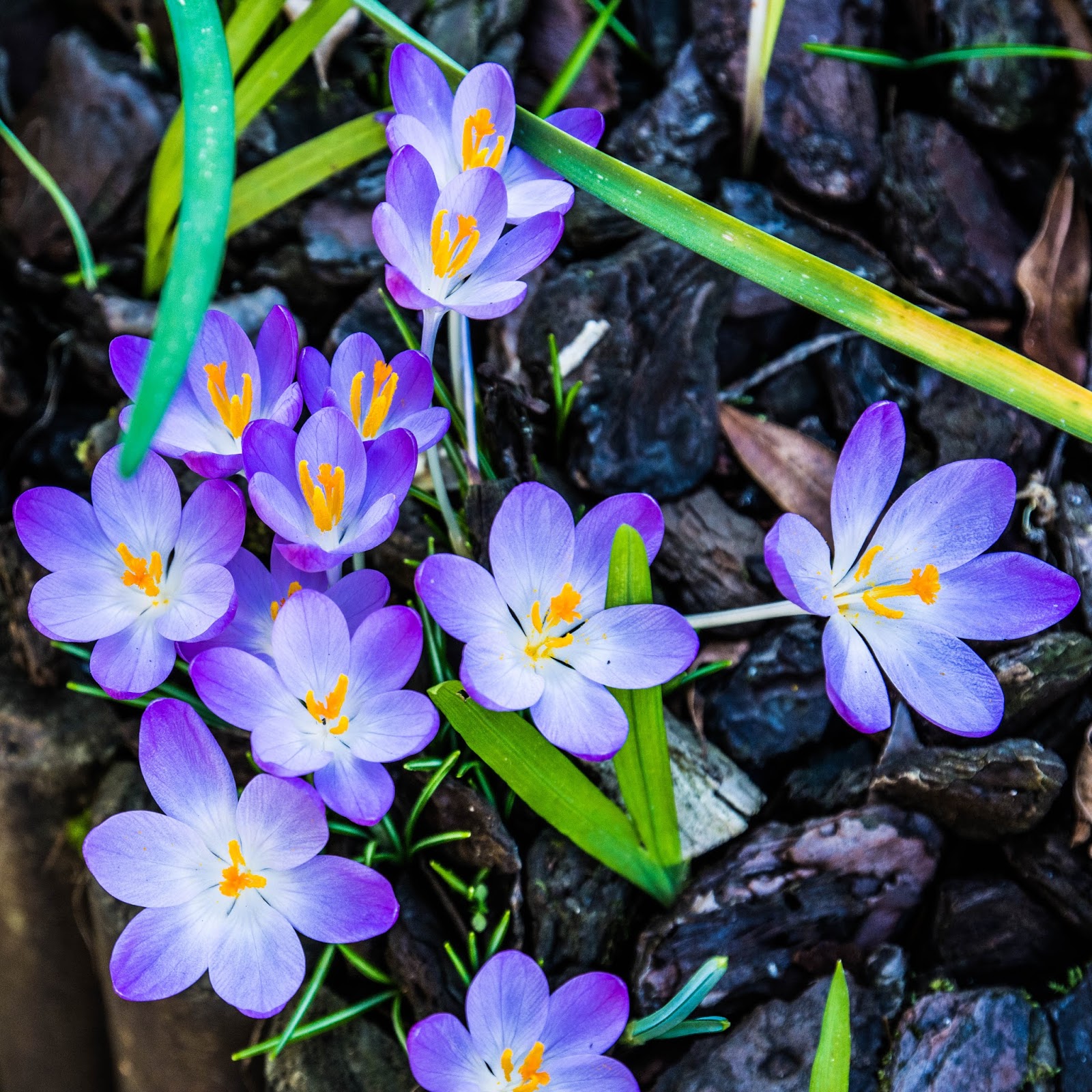 FOTOGRAFIA Y FILATELIA II: LA FLOR DEL AZAFRAN (Jardín Botánico de Gijon)