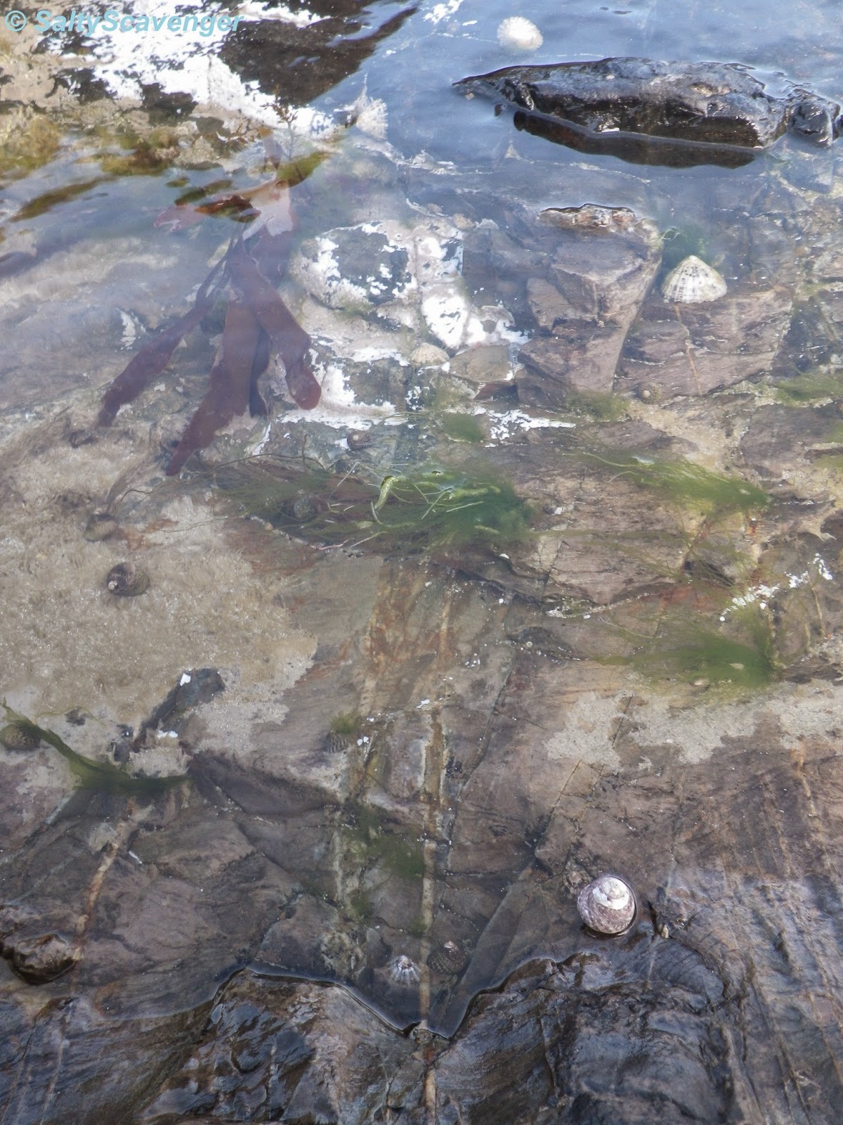 Rock Pooling: Rockpooling destination: Mousehole May, 2014