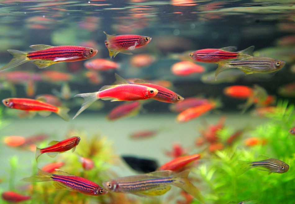 Taiwan Luminous Angelfish