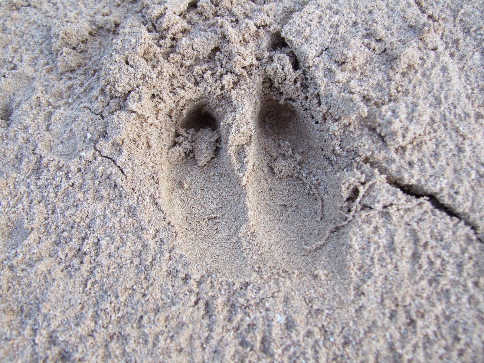 Tracks and signs, wild boar