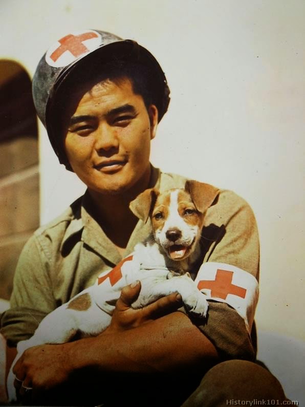 Color Photos of Animals in World War II ~ Vintage Everyday